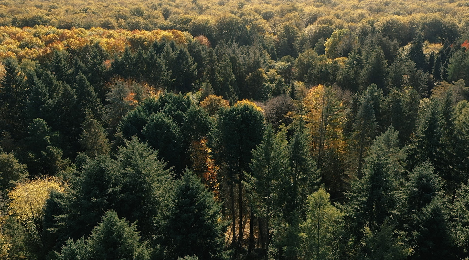 Forêt de Roumare : de l'arbre à la planche - Nautile Production